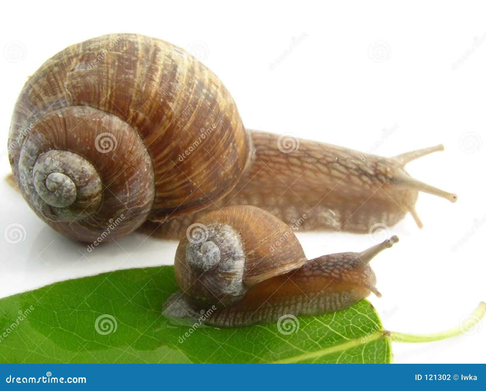 Snail stock photo. Image of animal, snaile, snail, education - 121302