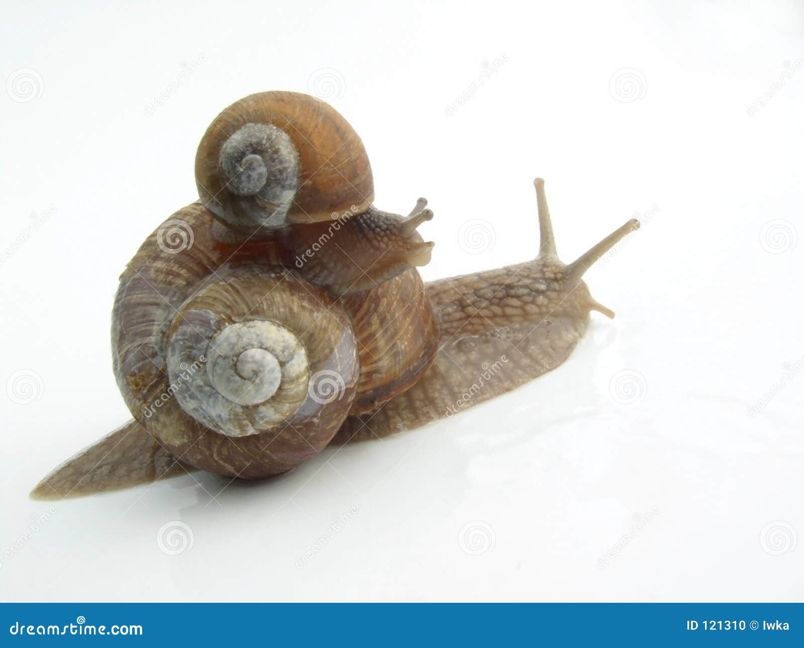Snail stock photo. Image of snaile, father, speed, snale - 121310