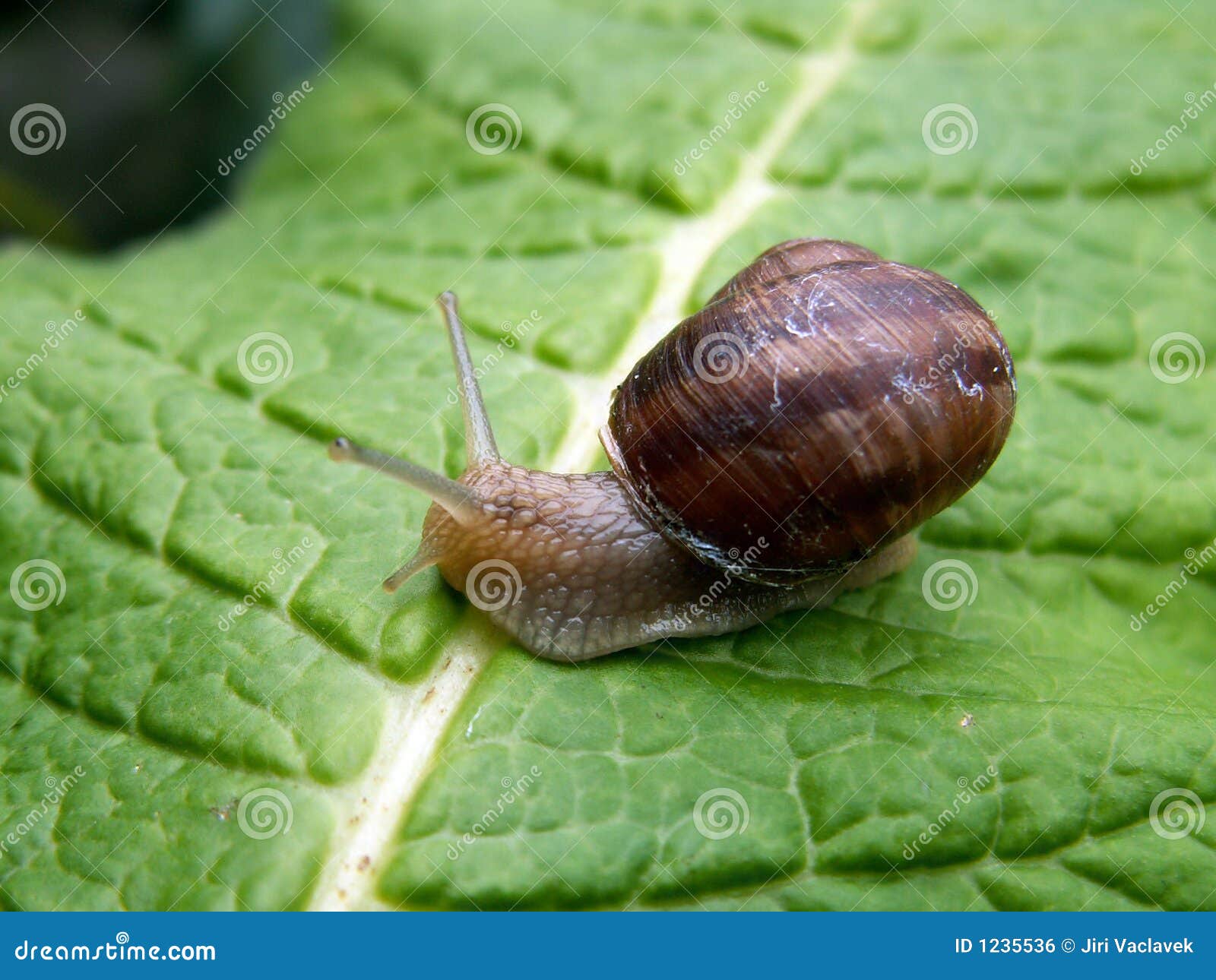 Snail stock photo. Image of brown, fast, soft, flora, field - 1235536