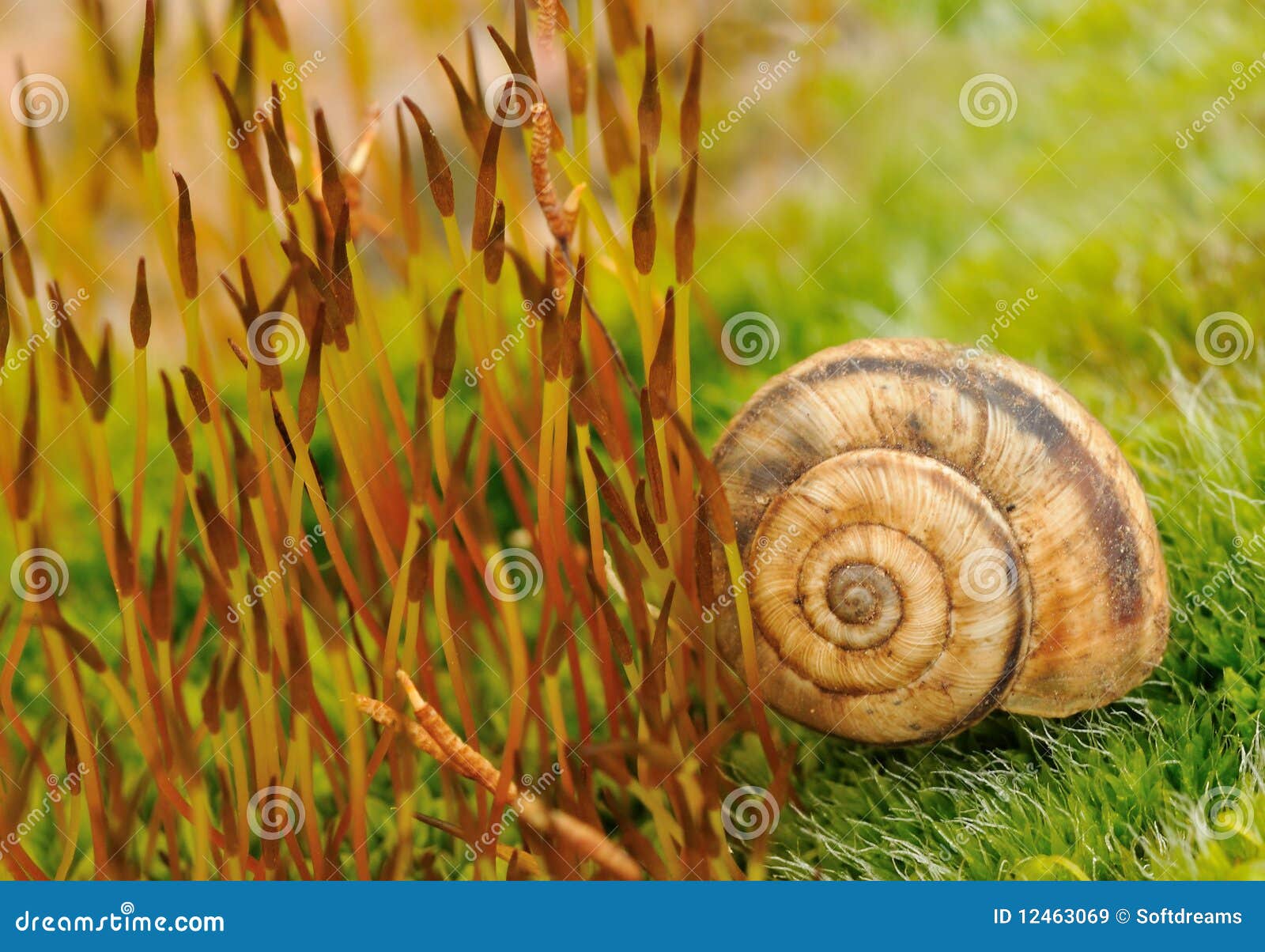 Snail stock image. Image of herb, winter, grass, natural - 12463069