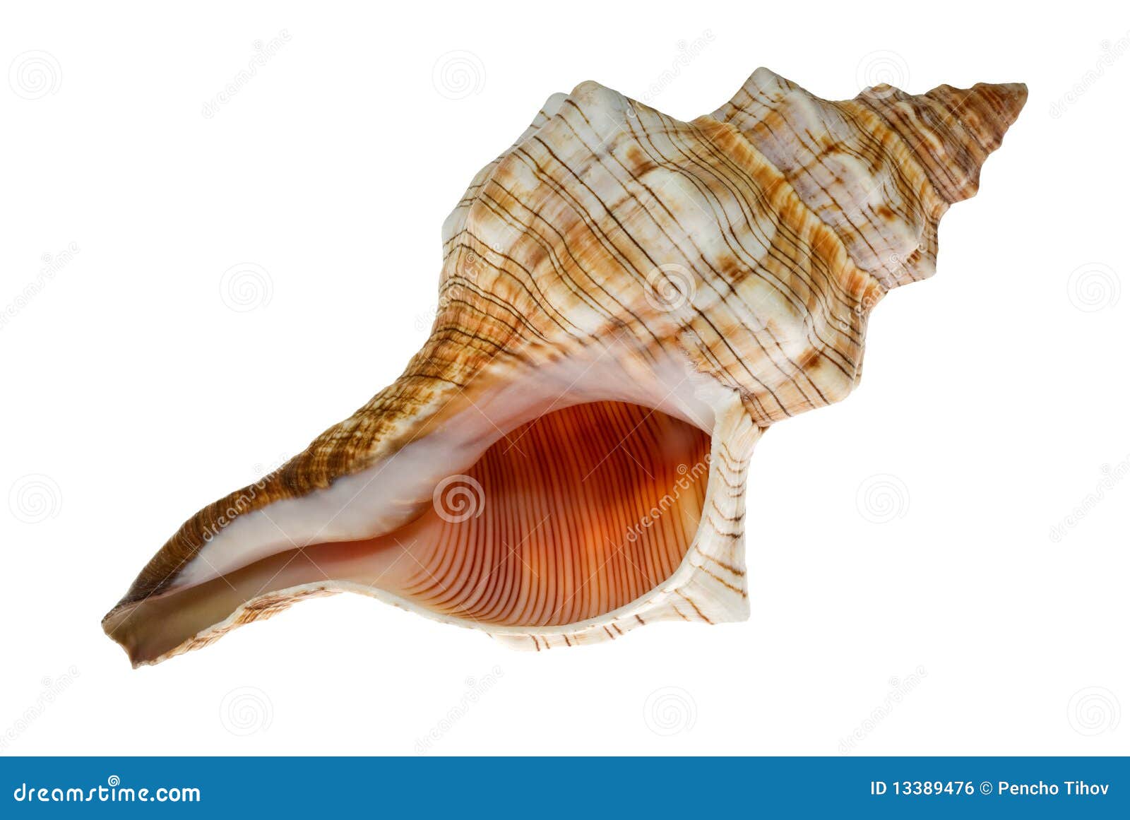 Snail stock photo. Image of nature, snail, creature, spiny - 13389476
