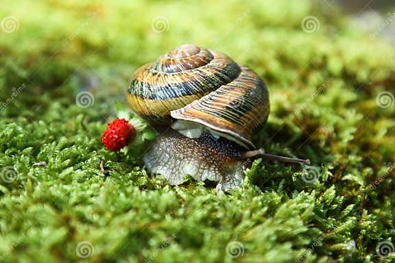 Snail stock photo. Image of pest, formal, garden, close - 13448740
