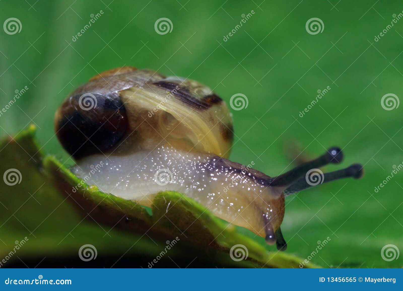 Snail stock image. Image of garden, slug, fauna, mollusk - 13456565