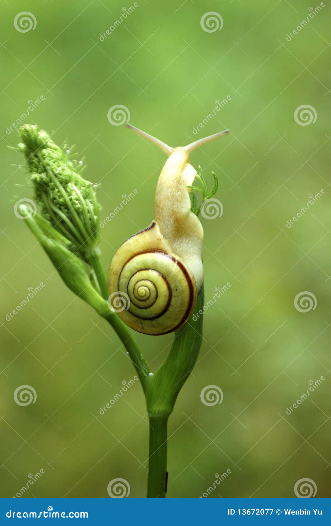 Snail stock image. Image of water, slimy, brown, snail - 13672077