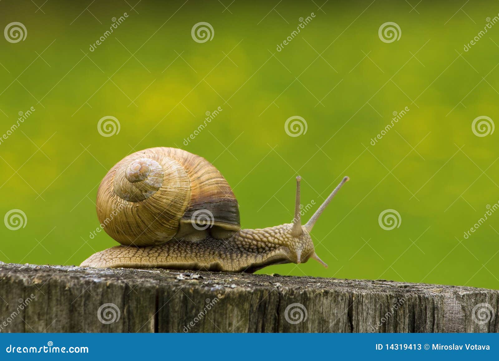 Snail stock image. Image of macro, crawling, slimy, snail - 14319413