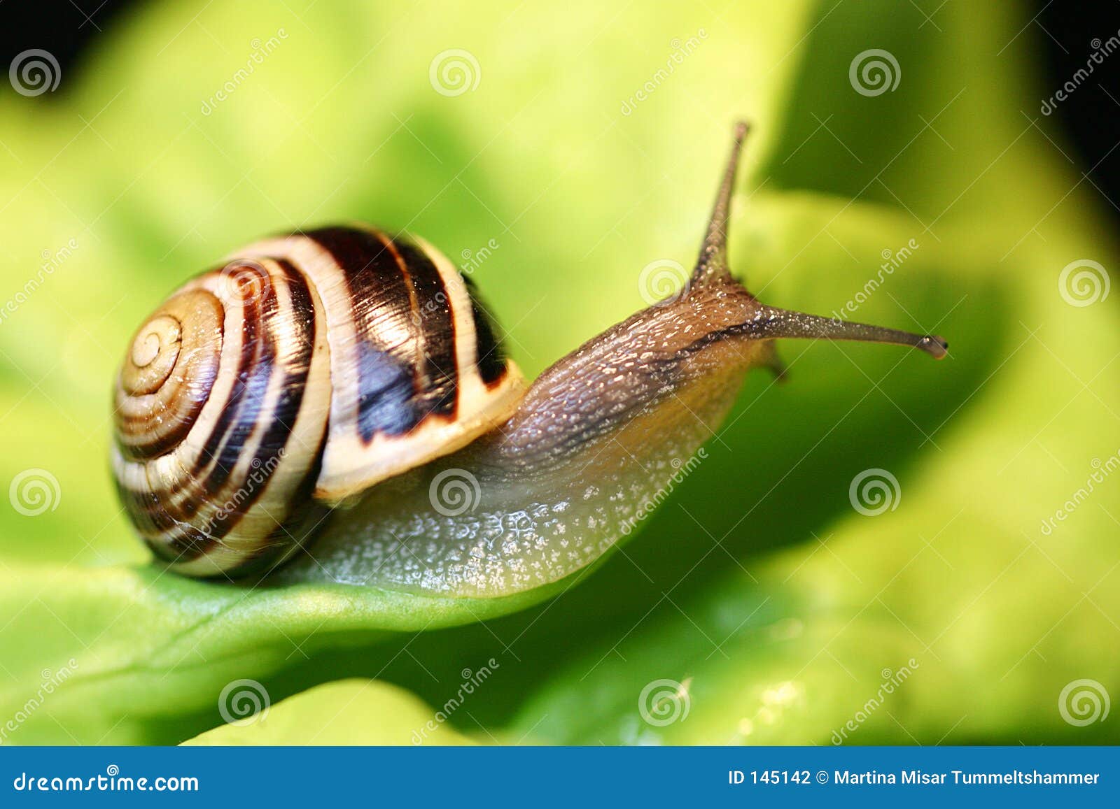 Snail stock photo. Image of slow, feeler, snail, slimily - 145142