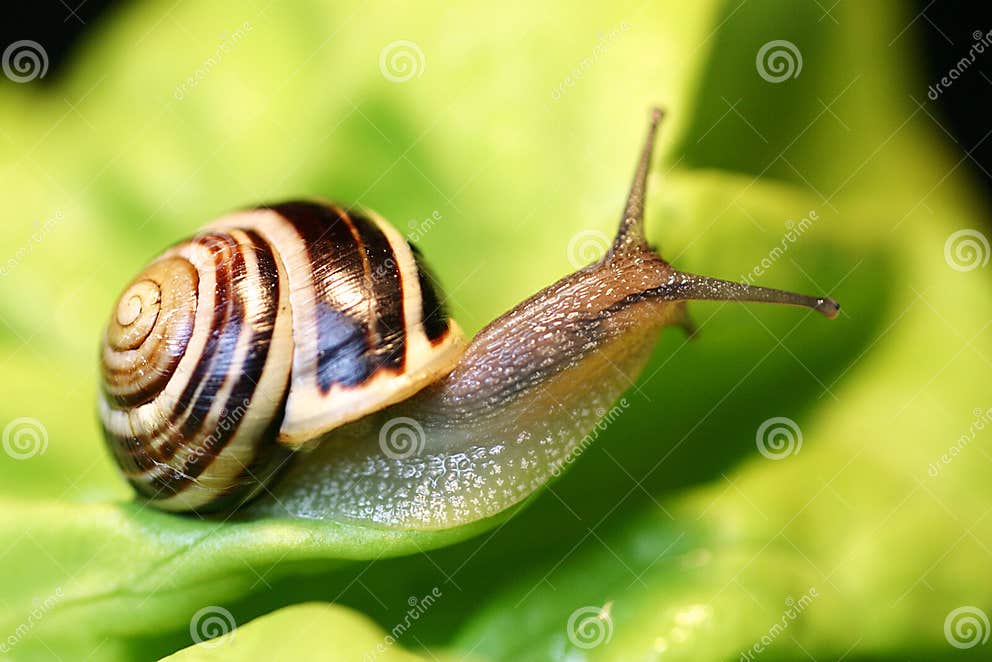 Snail stock photo. Image of slow, feeler, snail, slimily - 145142