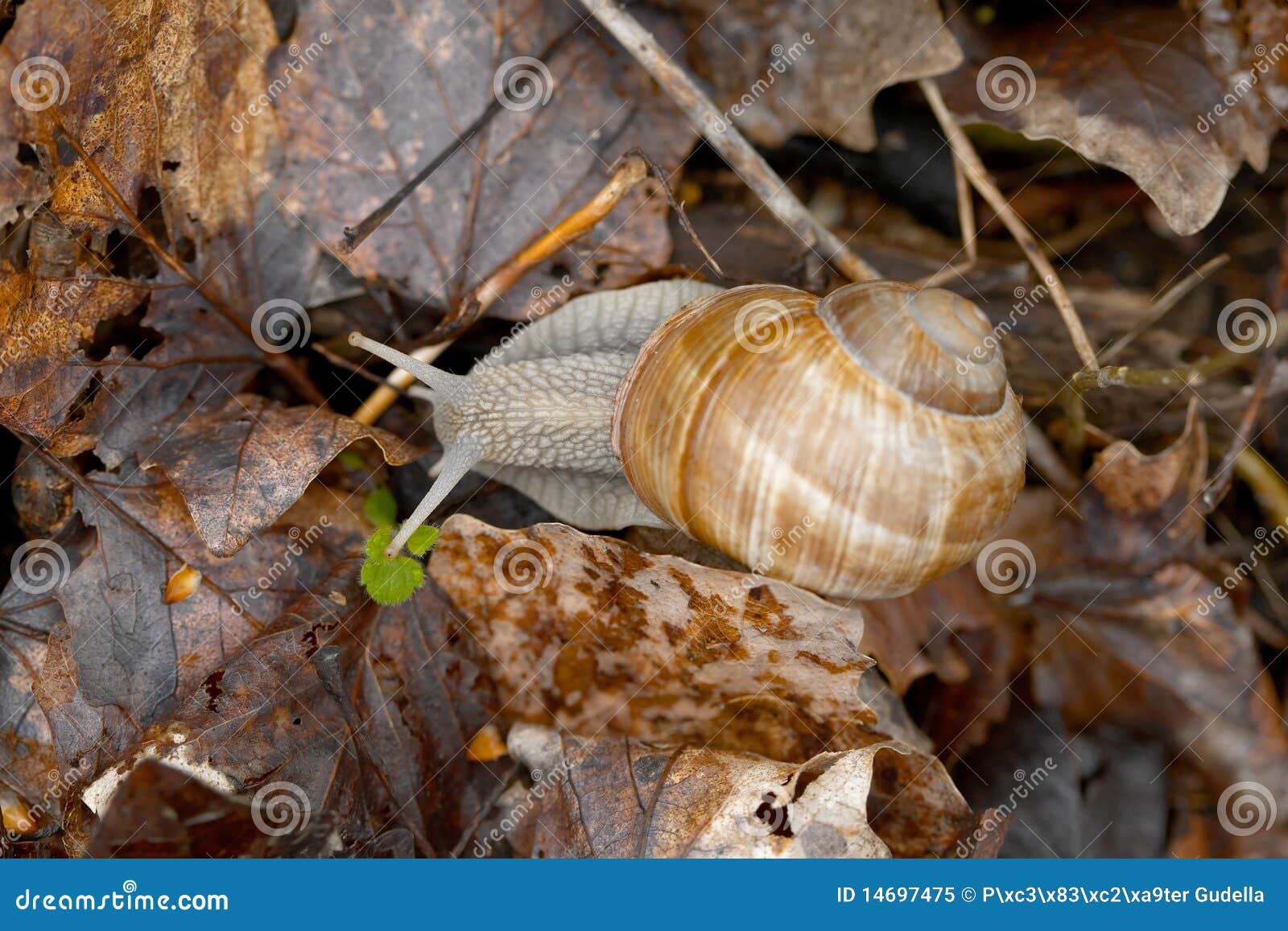Snail stock image. Image of fall, garden, close, outdoor - 14697475