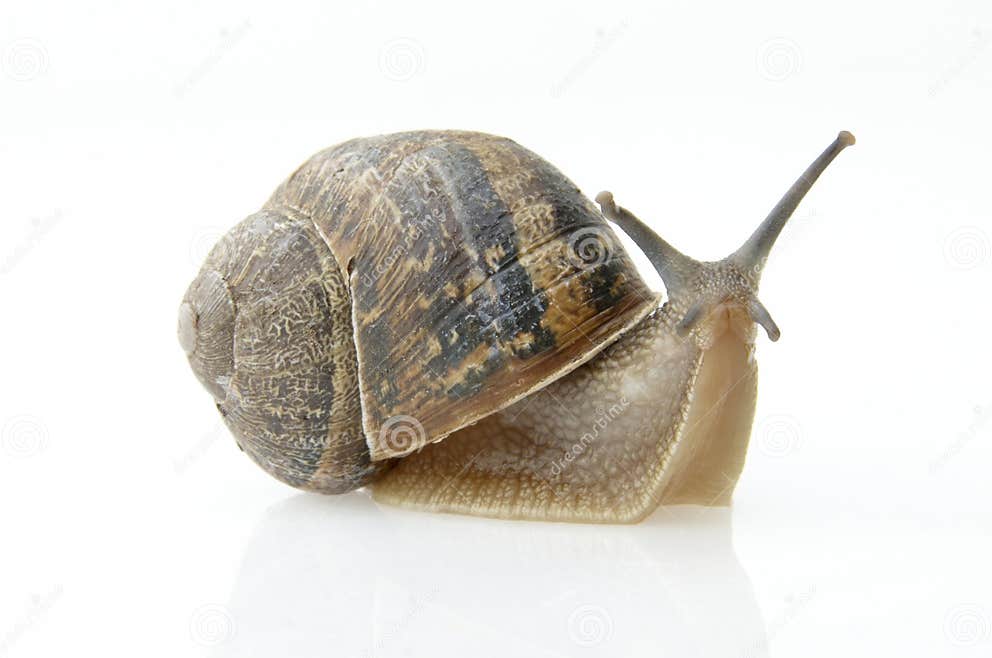 Snail stock photo. Image of move, mollusk, carry, creature - 14739644