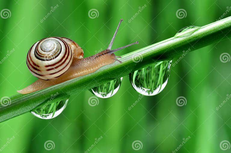 Snail stock photo. Image of environmental, garden, meadow - 14894912