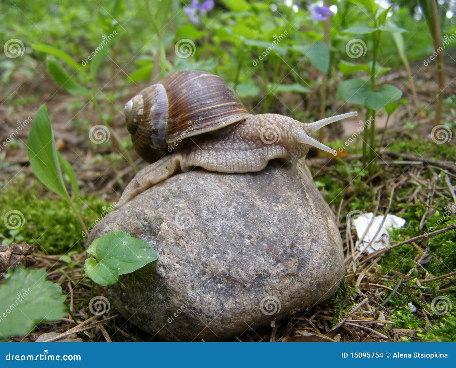 Snail stock photo. Image of phobia, fright, lease, disqusting - 15095754