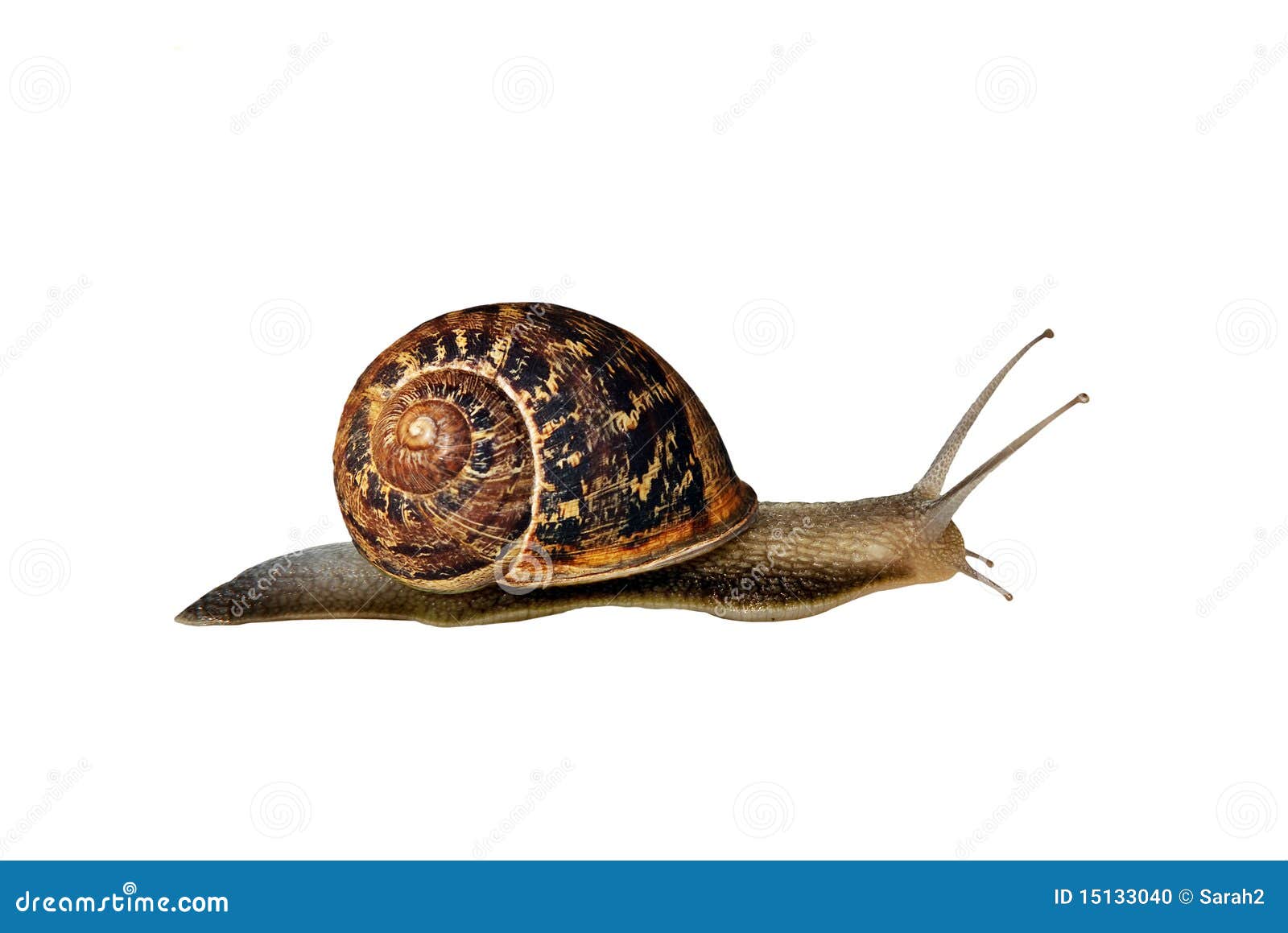 Snail Side View Isolated On White Background Royalty-Free Stock Image ...
