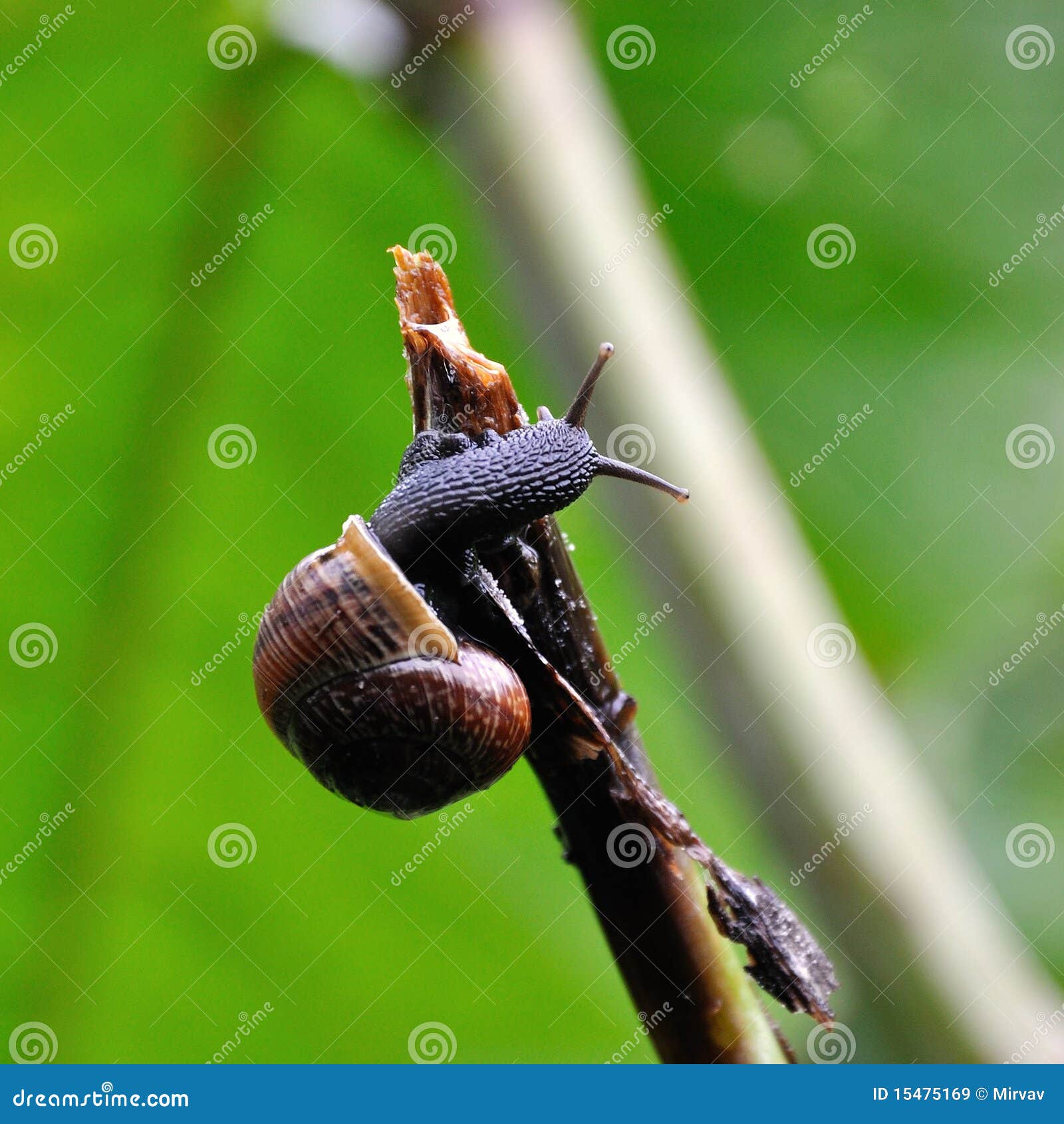 Snail stock image. Image of break, garden, phobia, food - 15475169