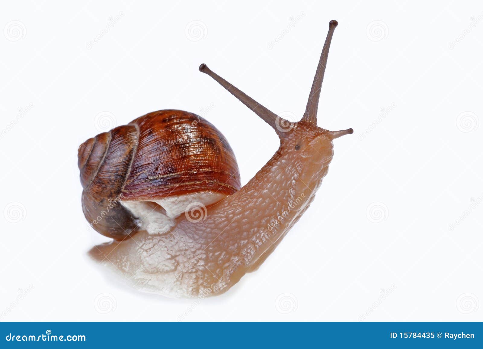 Snail stock image. Image of cute, escargot, pest, isolated - 15784435