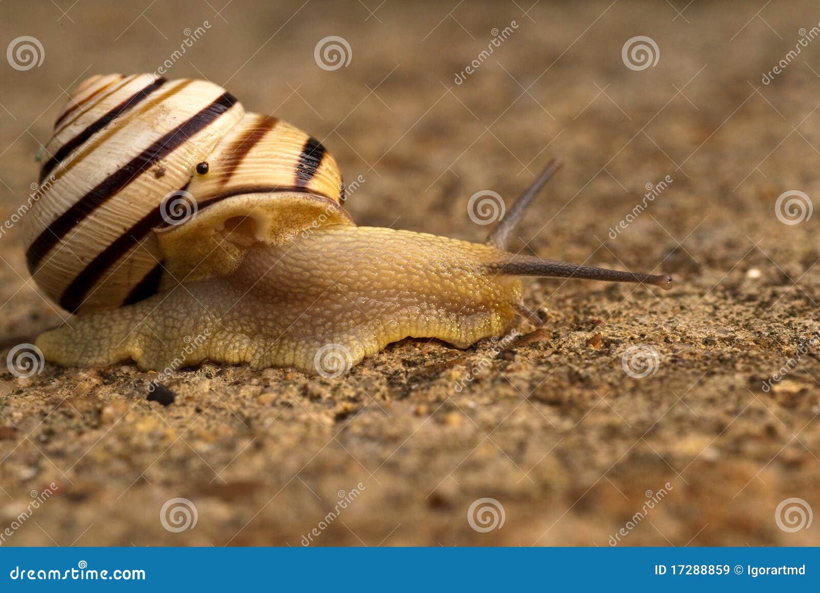 Snail stock image. Image of race, speed, slippery, snail - 17288859