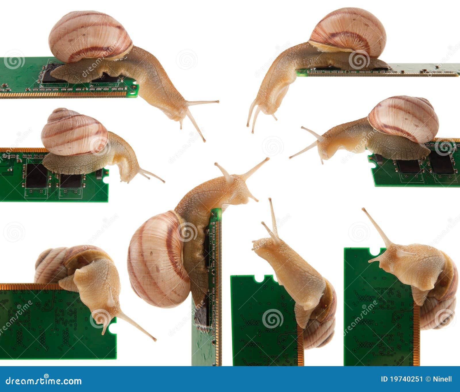 A Snail On The Processor In The Motherboard. Old Computer. Slow ...