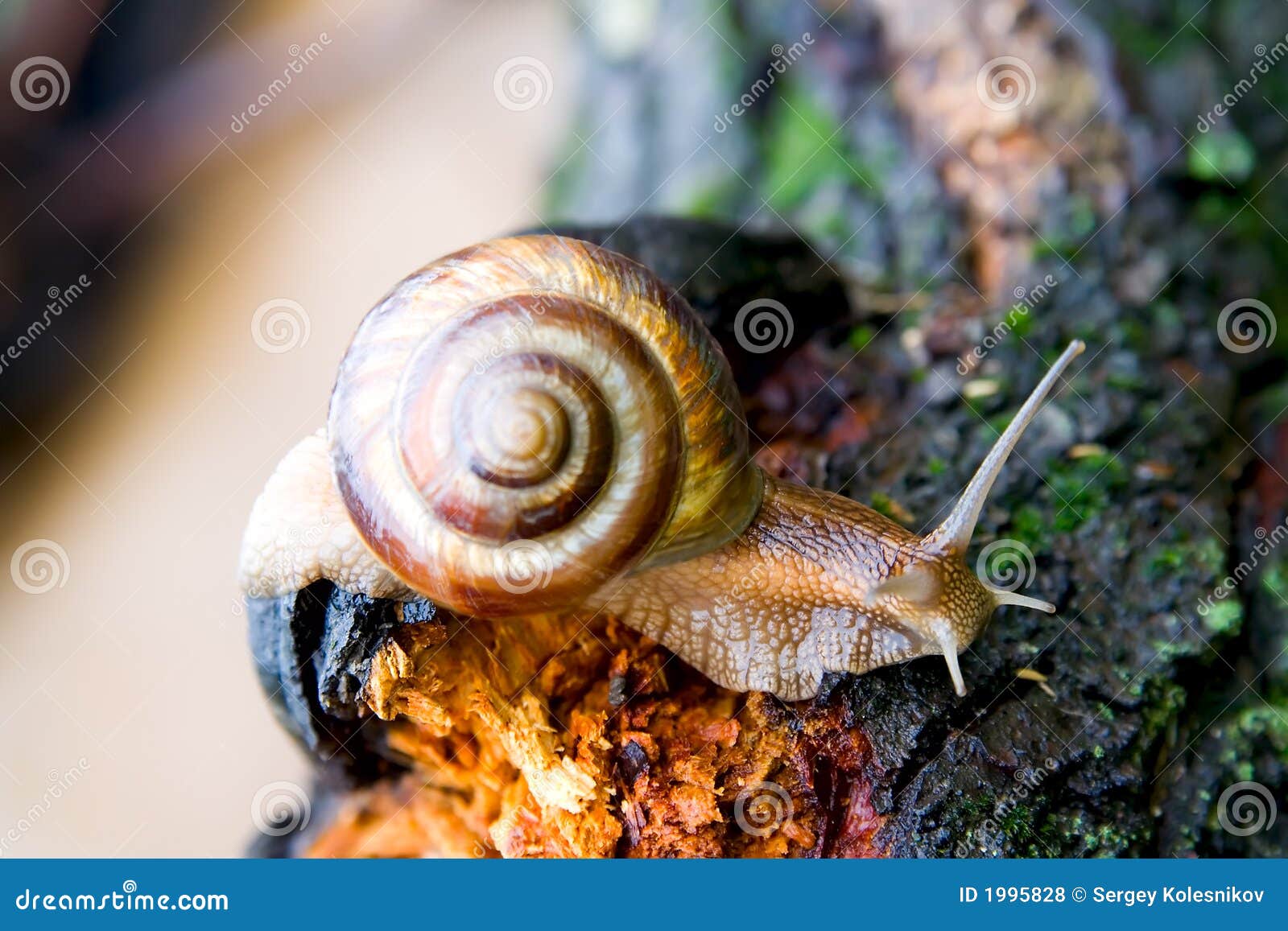 Snail 2 stock photo. Image of head, background, food, macro - 1995828