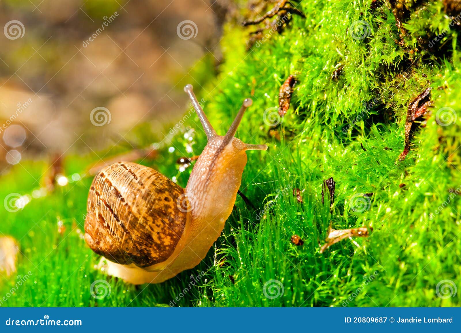 Snail stock image. Image of outdoors, slimy, animal, nature - 20809687