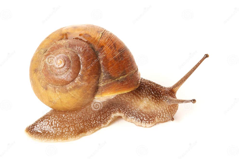 SNAIL stock photo. Image of yuck, escargot, ugly, slug - 21247326