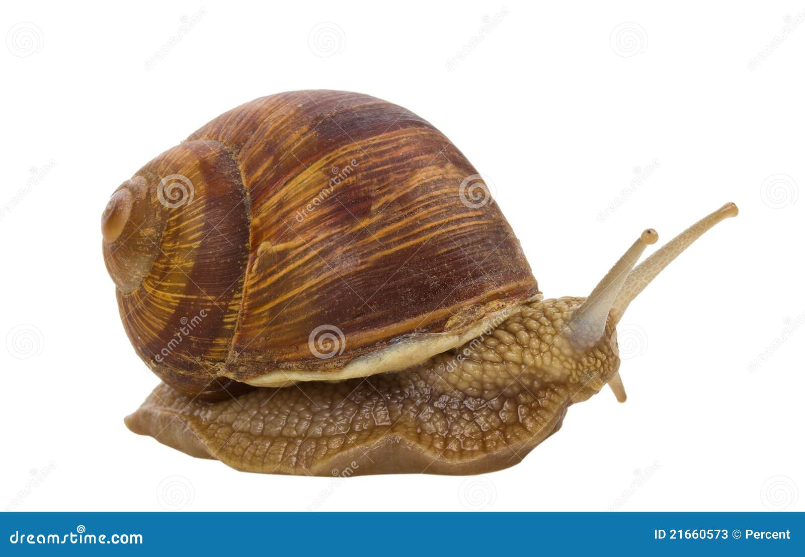 Snail stock image. Image of nature, isolated, slow, crawling - 21660573