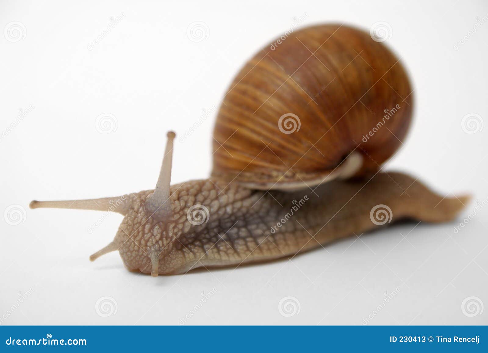 Snail stock image. Image of white, nature, isolated, curious - 230413