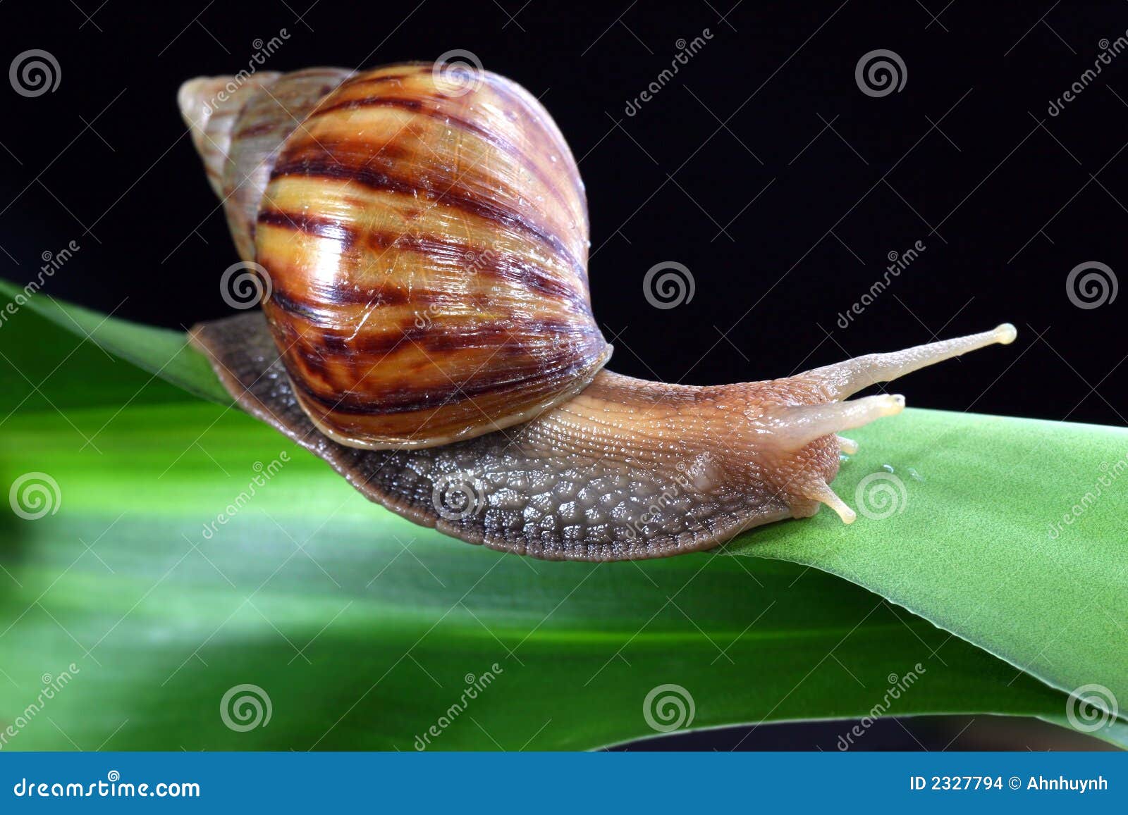 Snail stock photo. Image of snail, slime, green, sluggish - 2327794