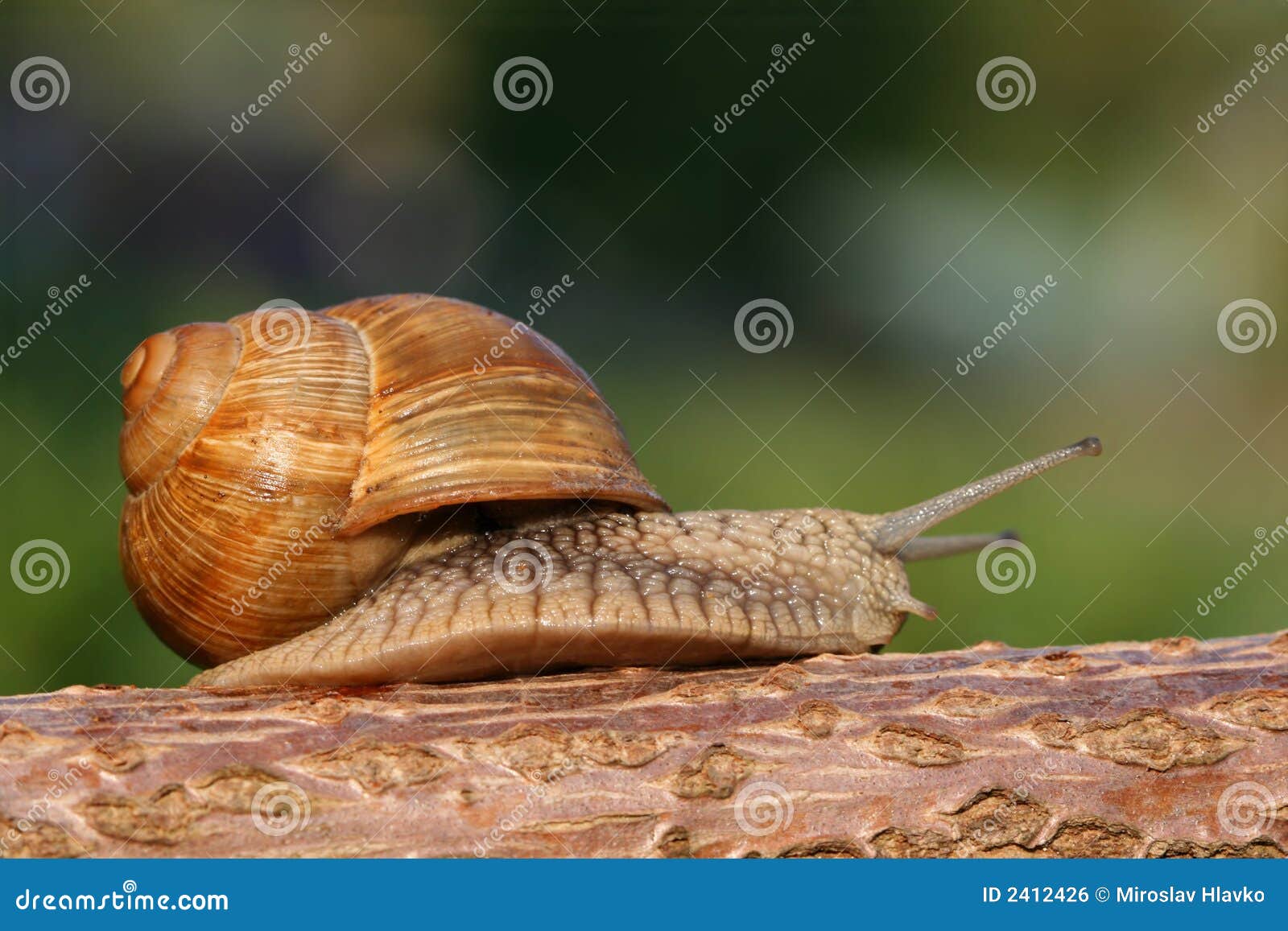 Snail stock photo. Image of invertebrates, slowly, pulp - 2412426