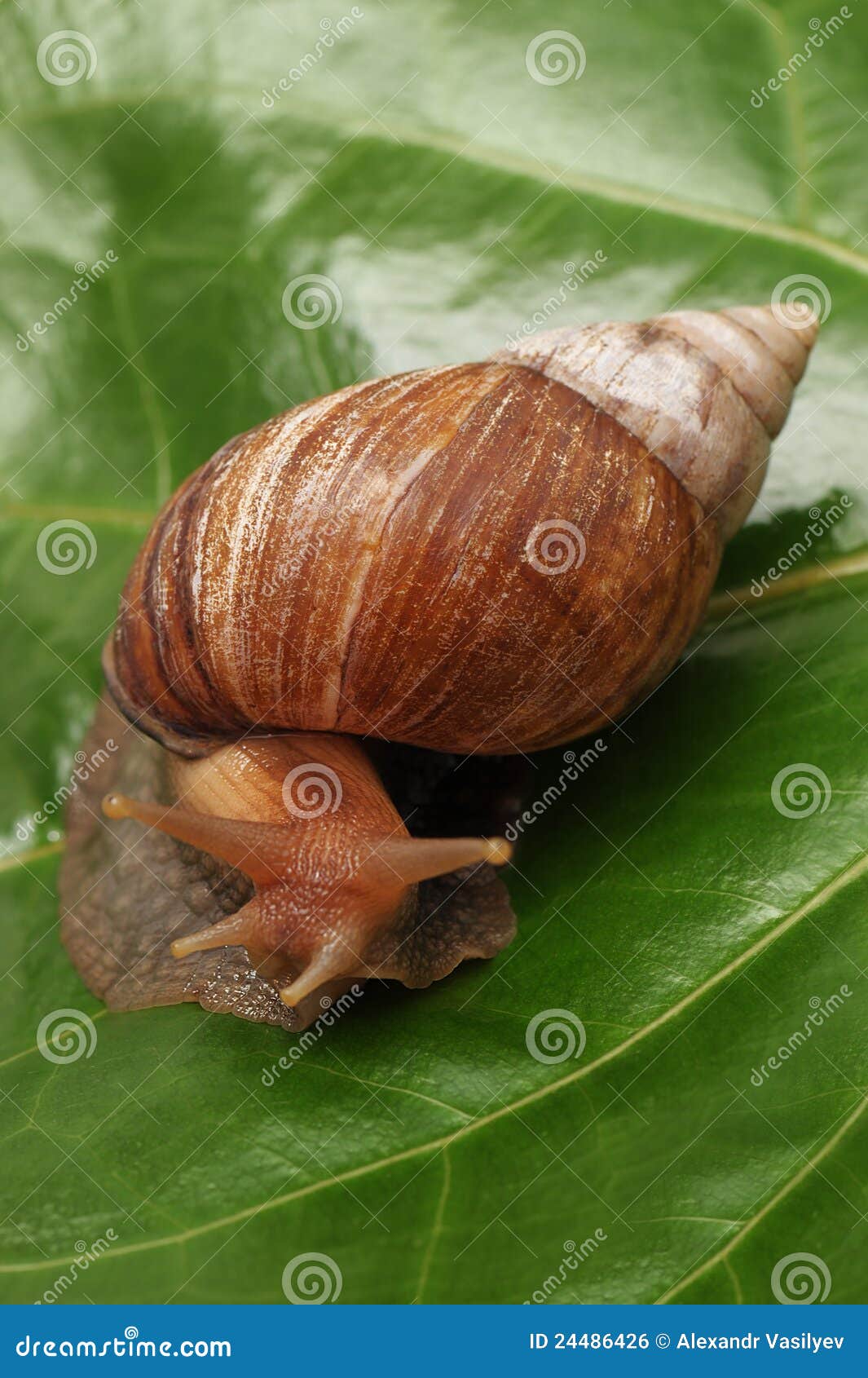 Snail stock photo. Image of slug, slimy, close, invertebrate - 24486426