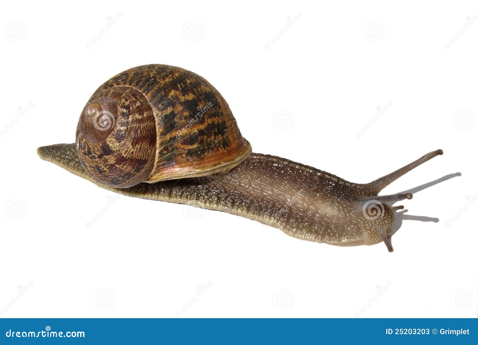 Snail stock image. Image of shadow, slime, wildlife, white - 25203203