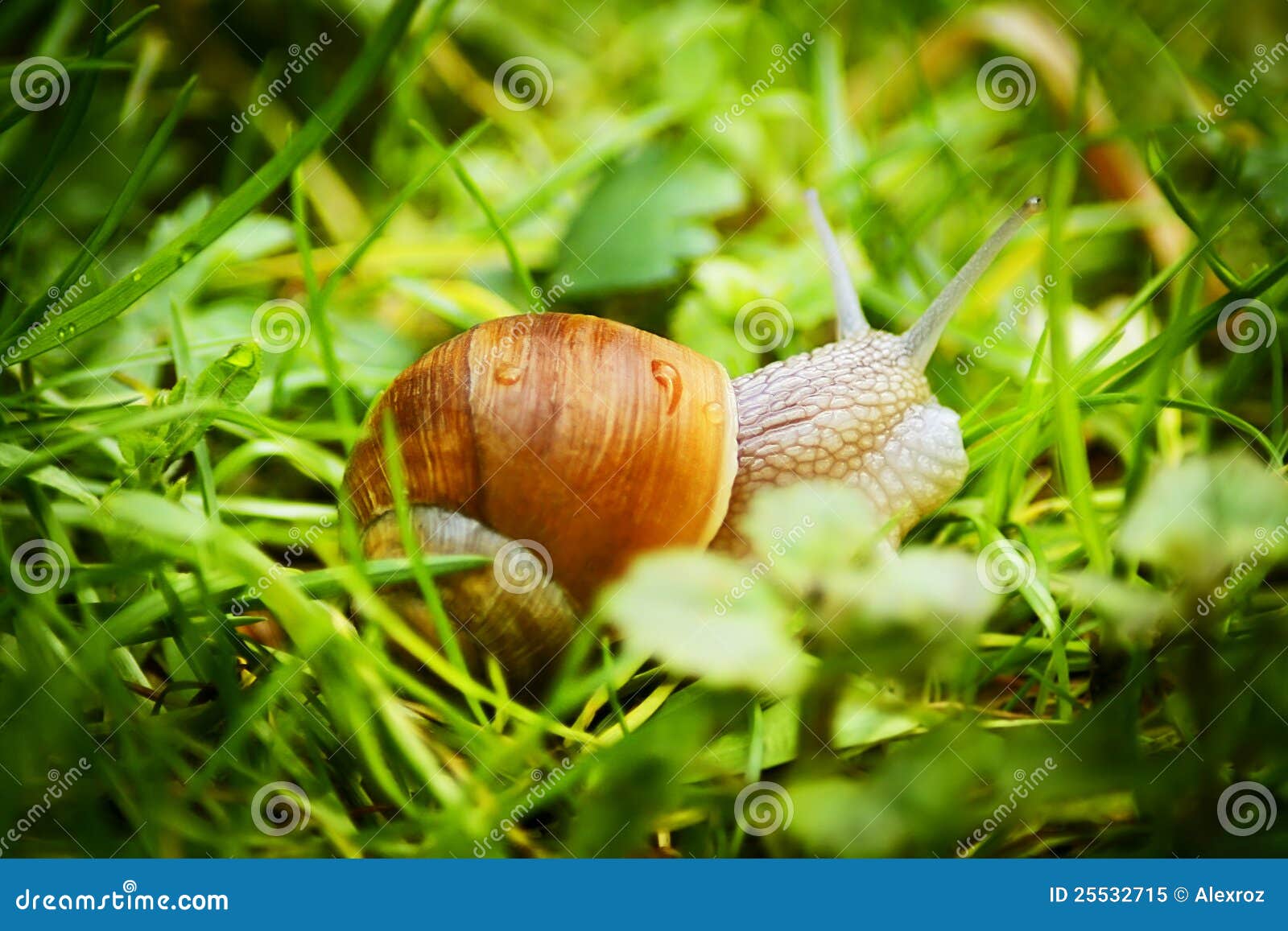Snail stock image. Image of lifestyle, animal, freshness - 25532715