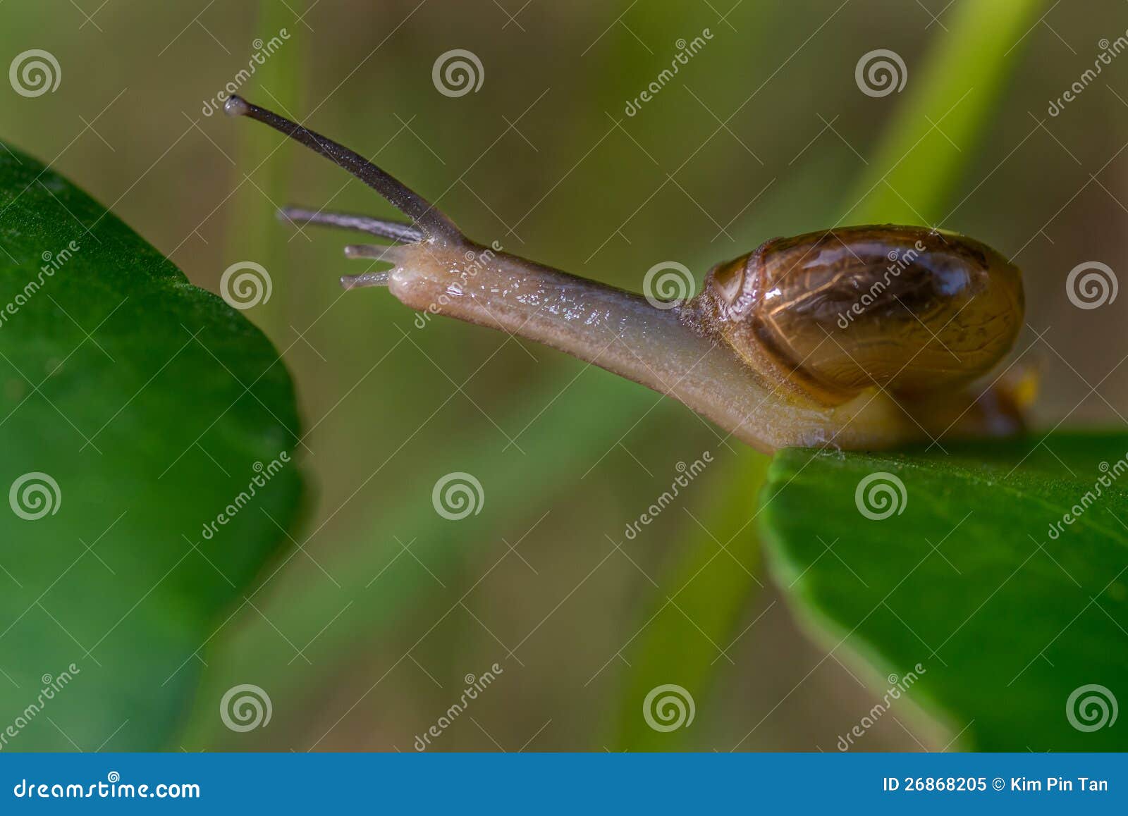 Snail stock image. Image of garden, slippery, close, leaf - 26868205