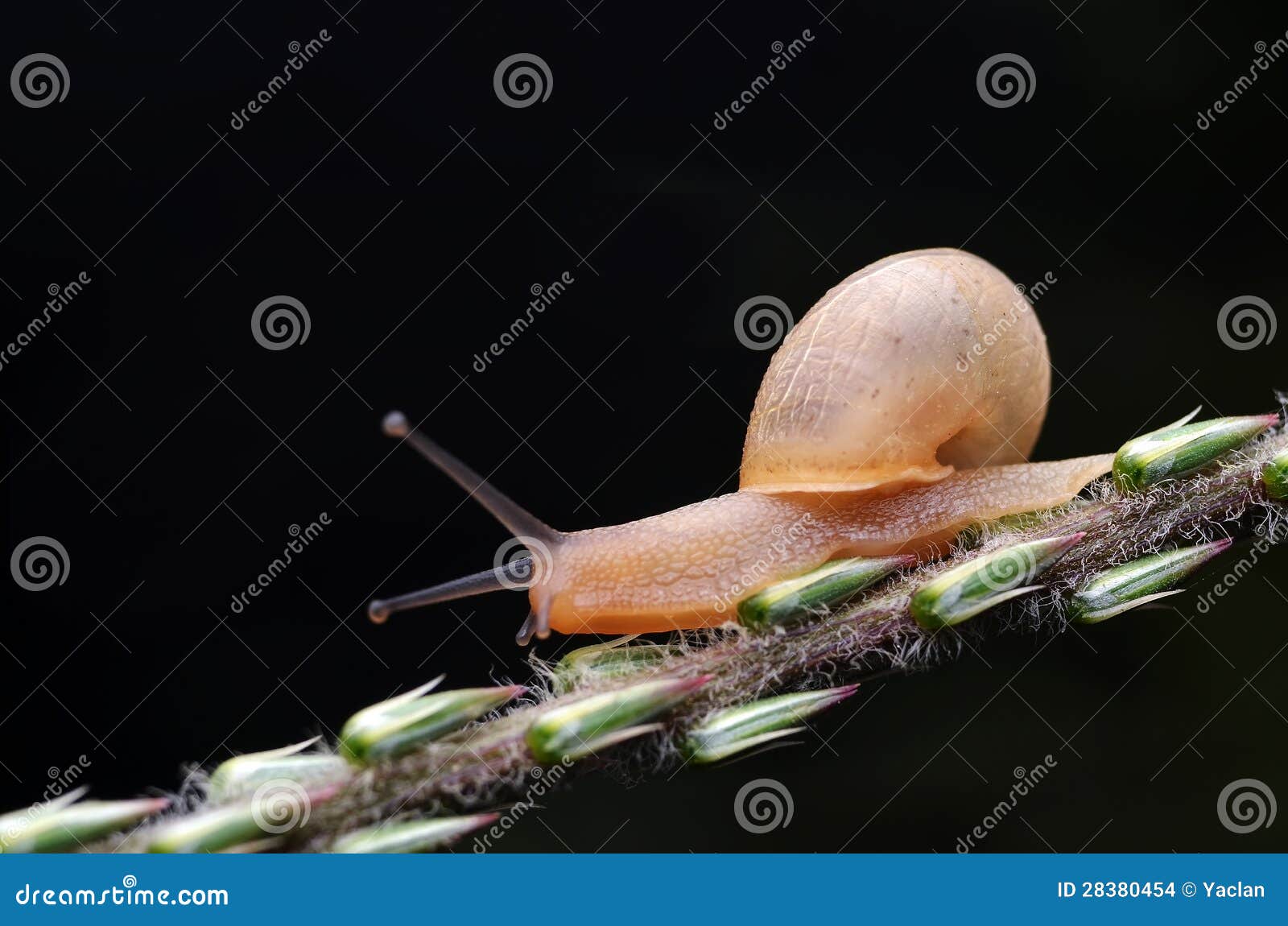 Snail stock photo. Image of crustacean, pulmonata, gastropoda - 28380454