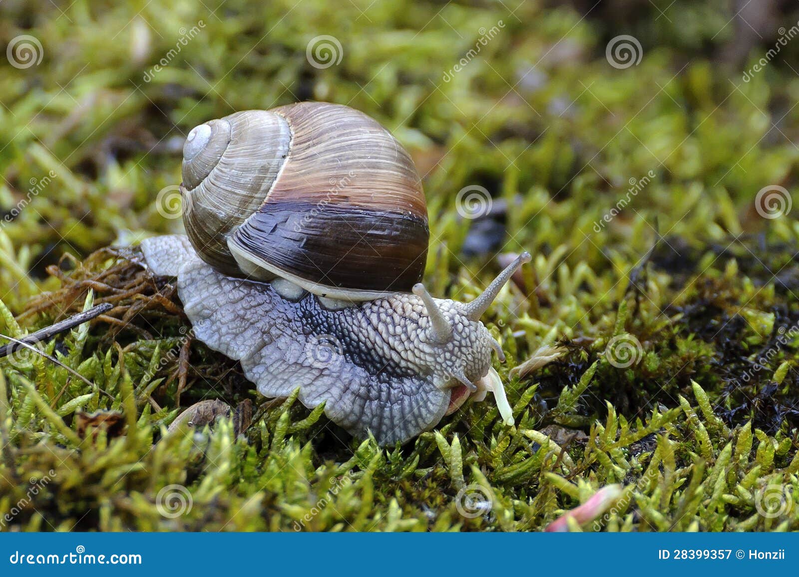 Snail stock image. Image of garden, green, animal, snail - 28399357