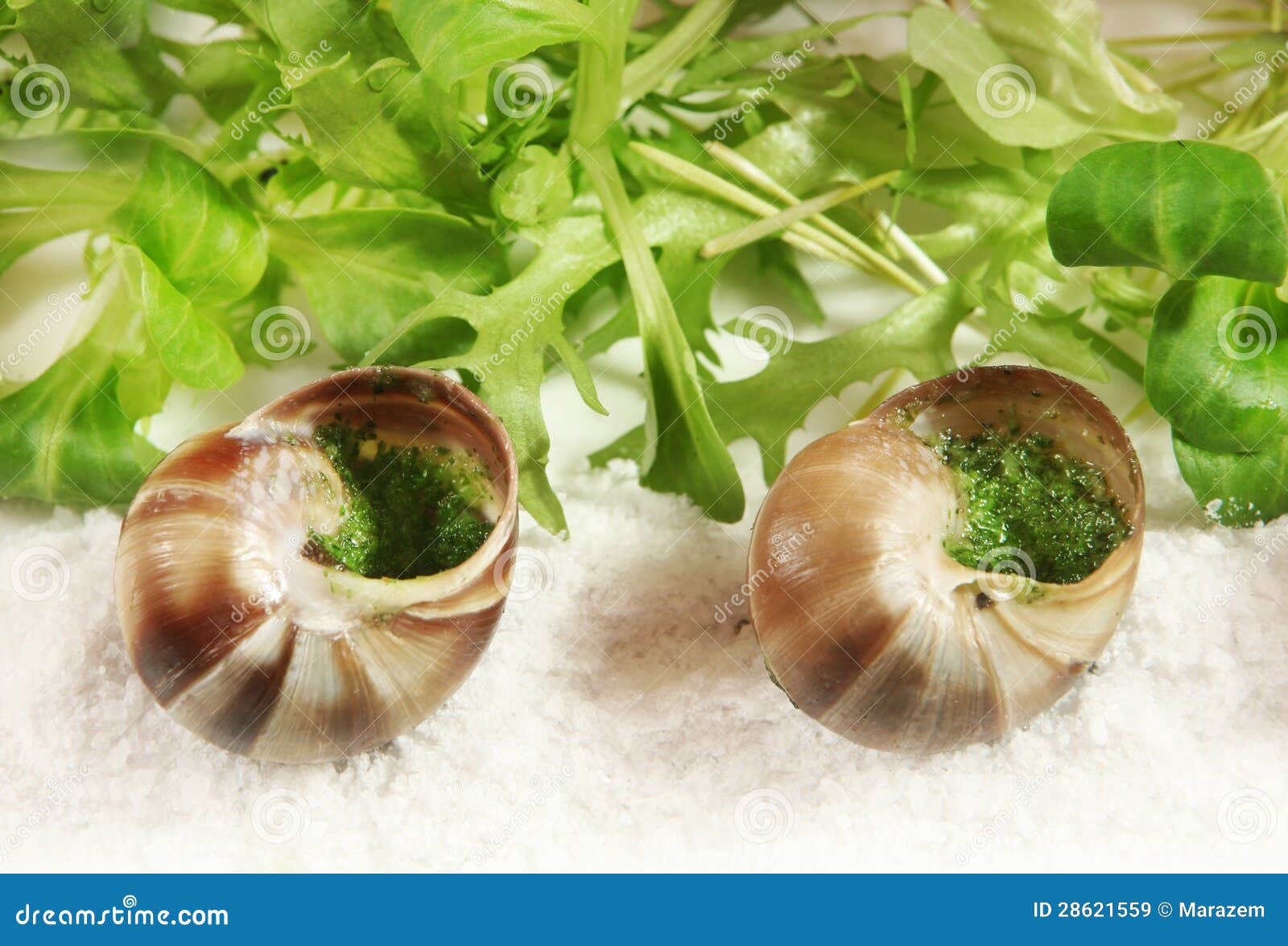 Snail stock image. Image of lunch, diet, france, chef - 28621559
