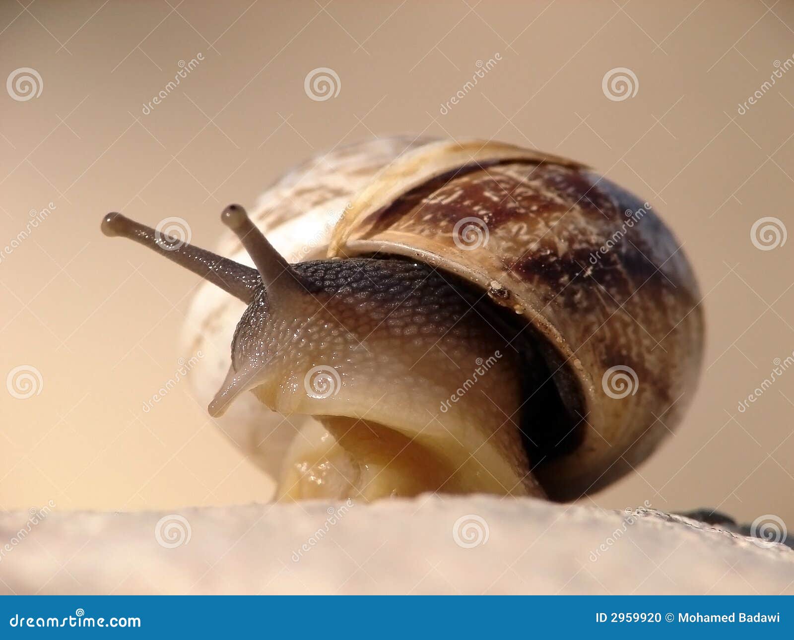 A snail stock photo. Image of slug, feelers, animal, closeup - 2959920