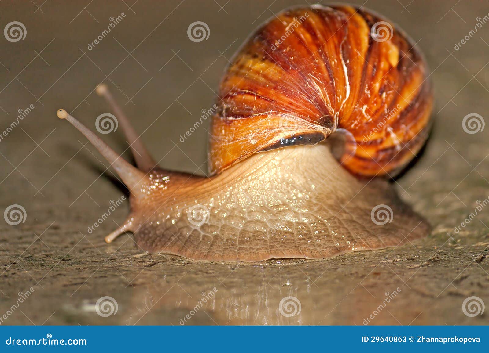 Snail stock image. Image of ground, snail, beautiful - 29640863