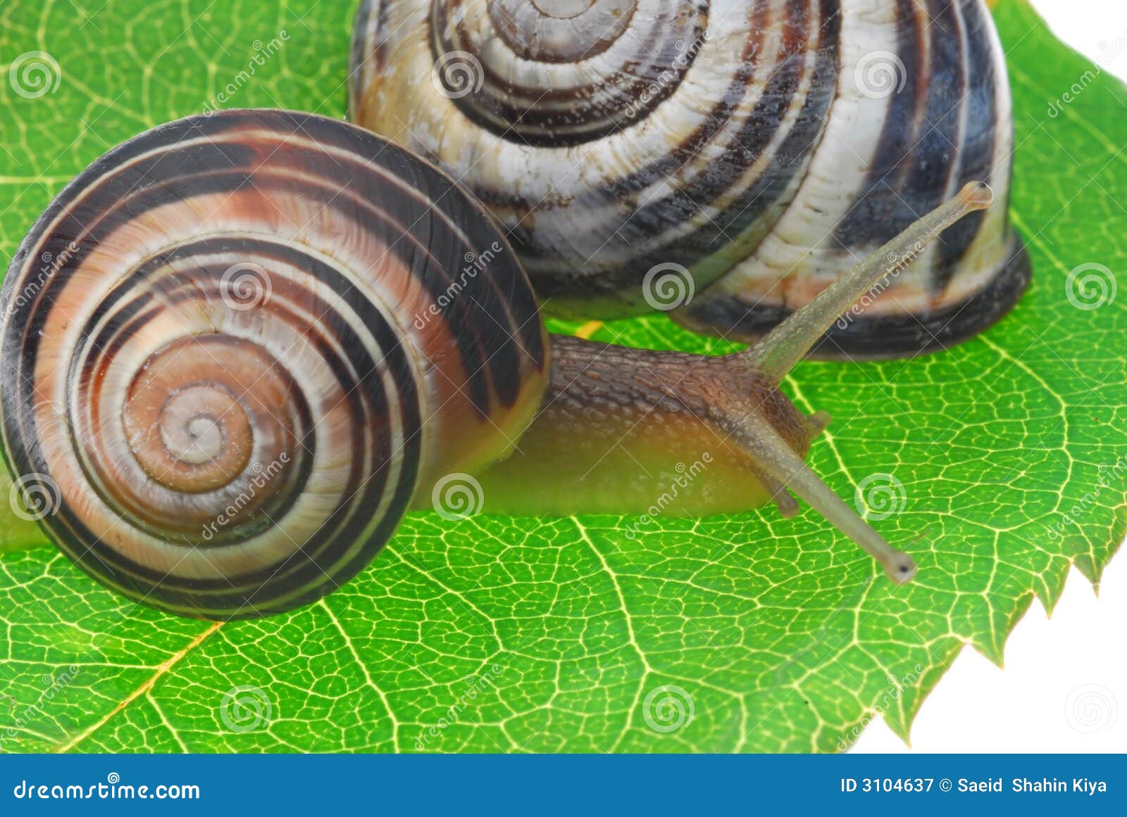 Snail stock image. Image of slime, animal, gastropod, disgusting - 3104637