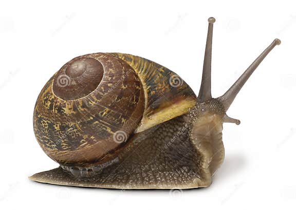 Snail stock image. Image of slug, isolated, common, snail - 3221975