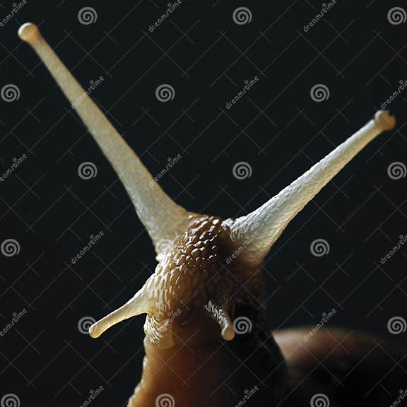 Snail stock photo. Image of progress, slimy, stalks, soft - 338688