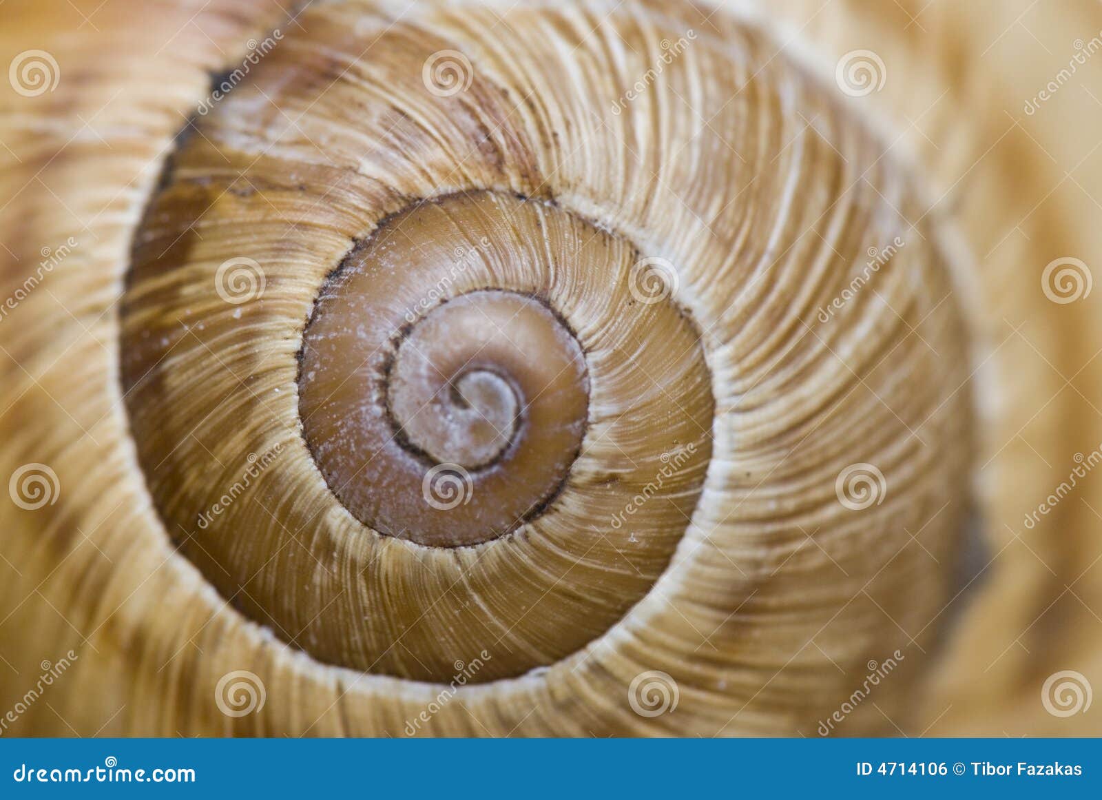 Snail stock photo. Image of cochlea, shell, snail, seashell - 4714106