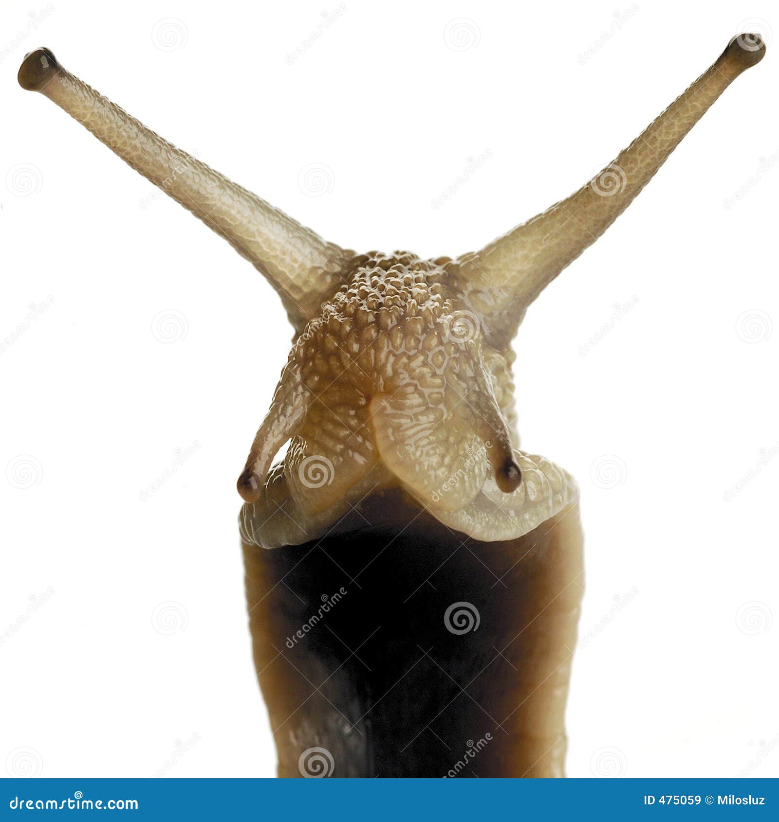 Snail stock image. Image of animal, look, macro, snail - 475059