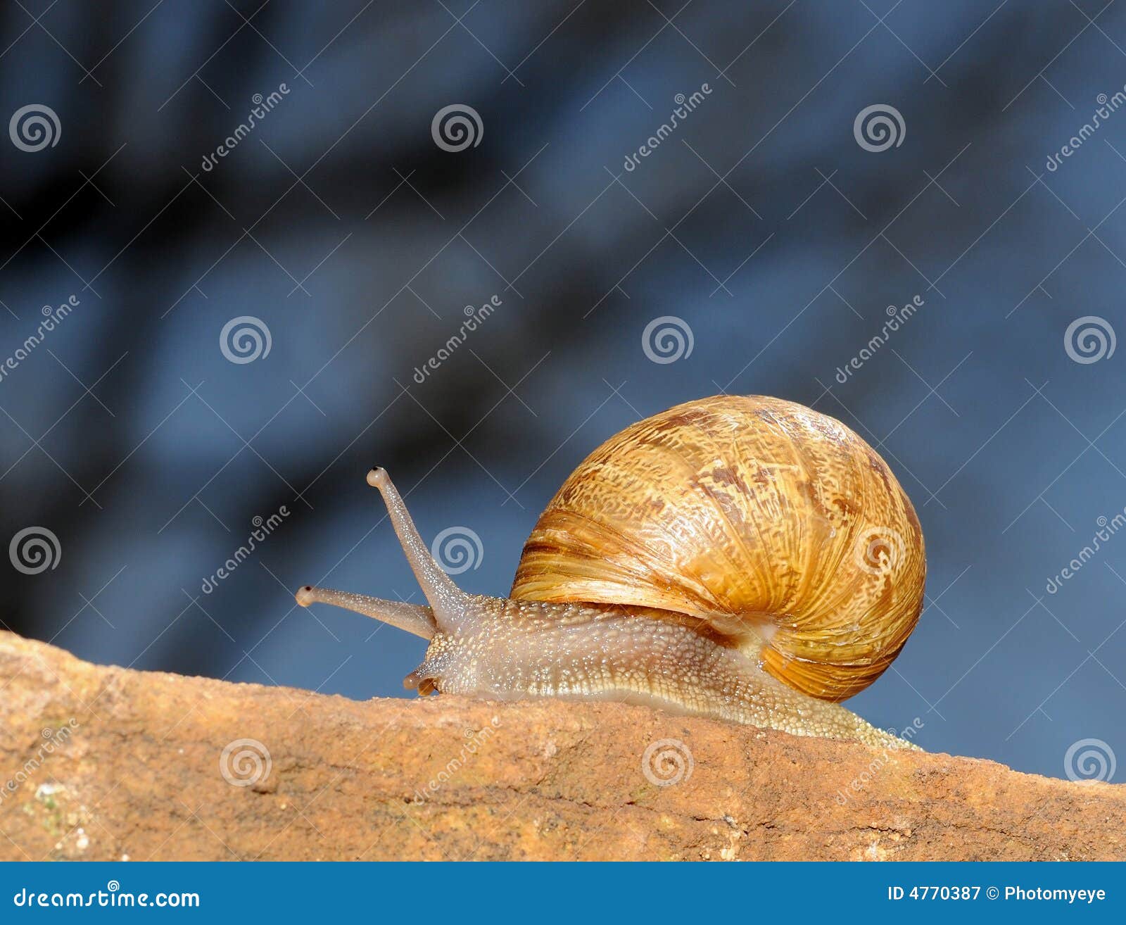 Snail stock image. Image of curious, moving, horns, sluggish - 4770387