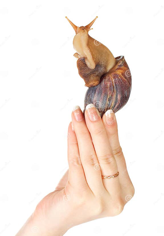 Snail stock image. Image of animal, cockle, crust, human - 5148569
