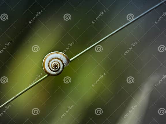Snail stock photo. Image of curve, proportion, geometry - 5536776