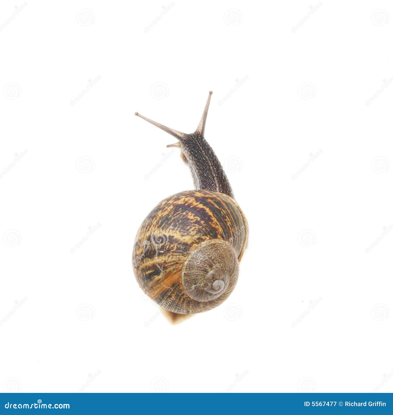 Snail stock image. Image of spiral, snail, pest, neck - 5567477