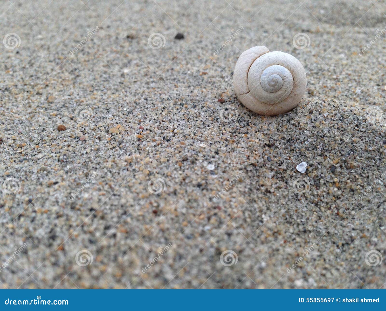 Snail stock image. Image of single, sand, snail, colorful - 55855697