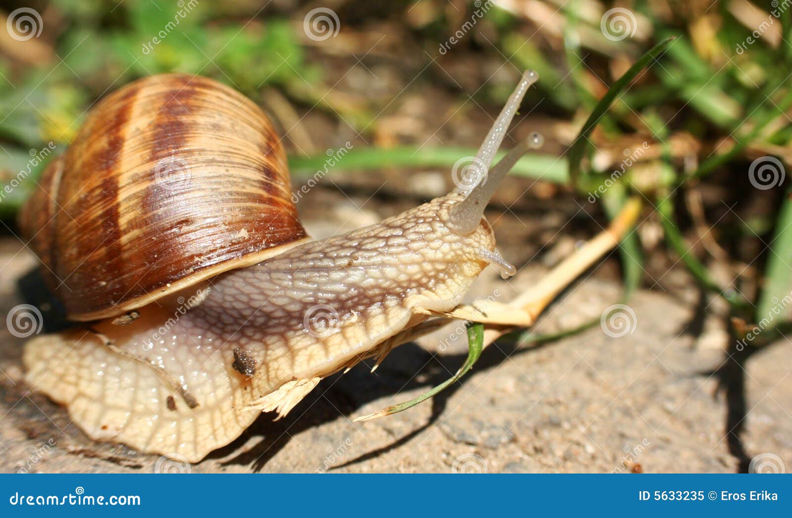 Snail stock image. Image of crawling, dine, green, house - 5633235