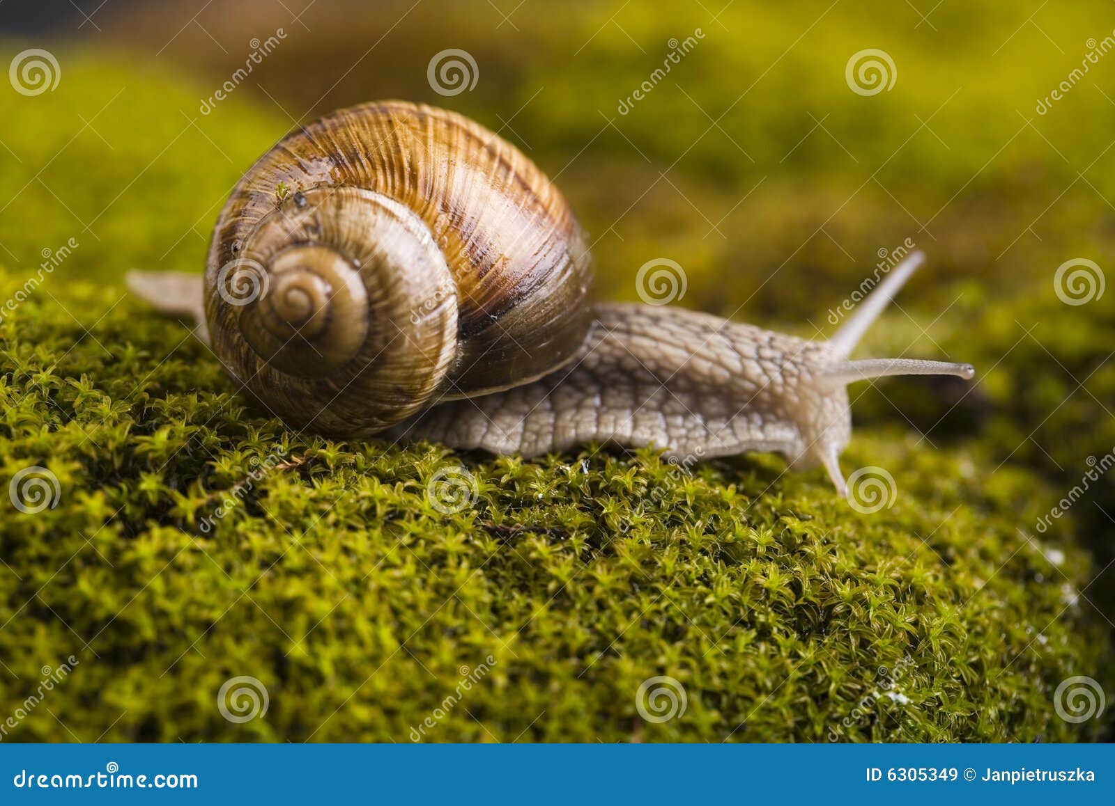 Snail stock image. Image of nature, animals, fauna, creature - 6305349