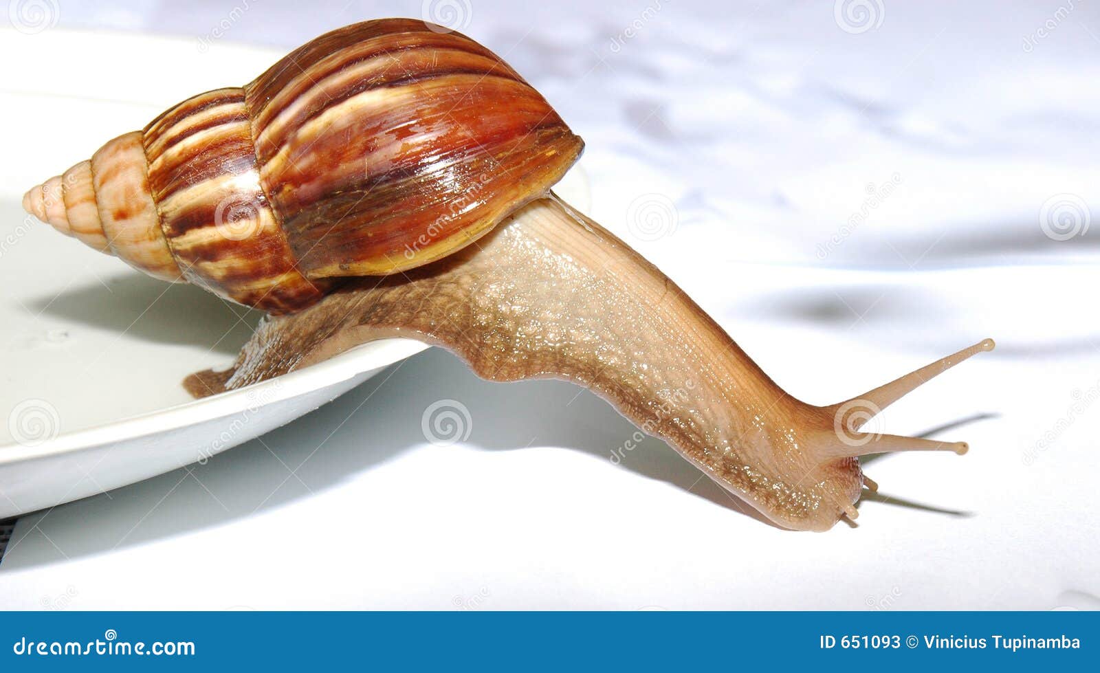 Snail stock image. Image of cupola, disgusting, creepy - 651093