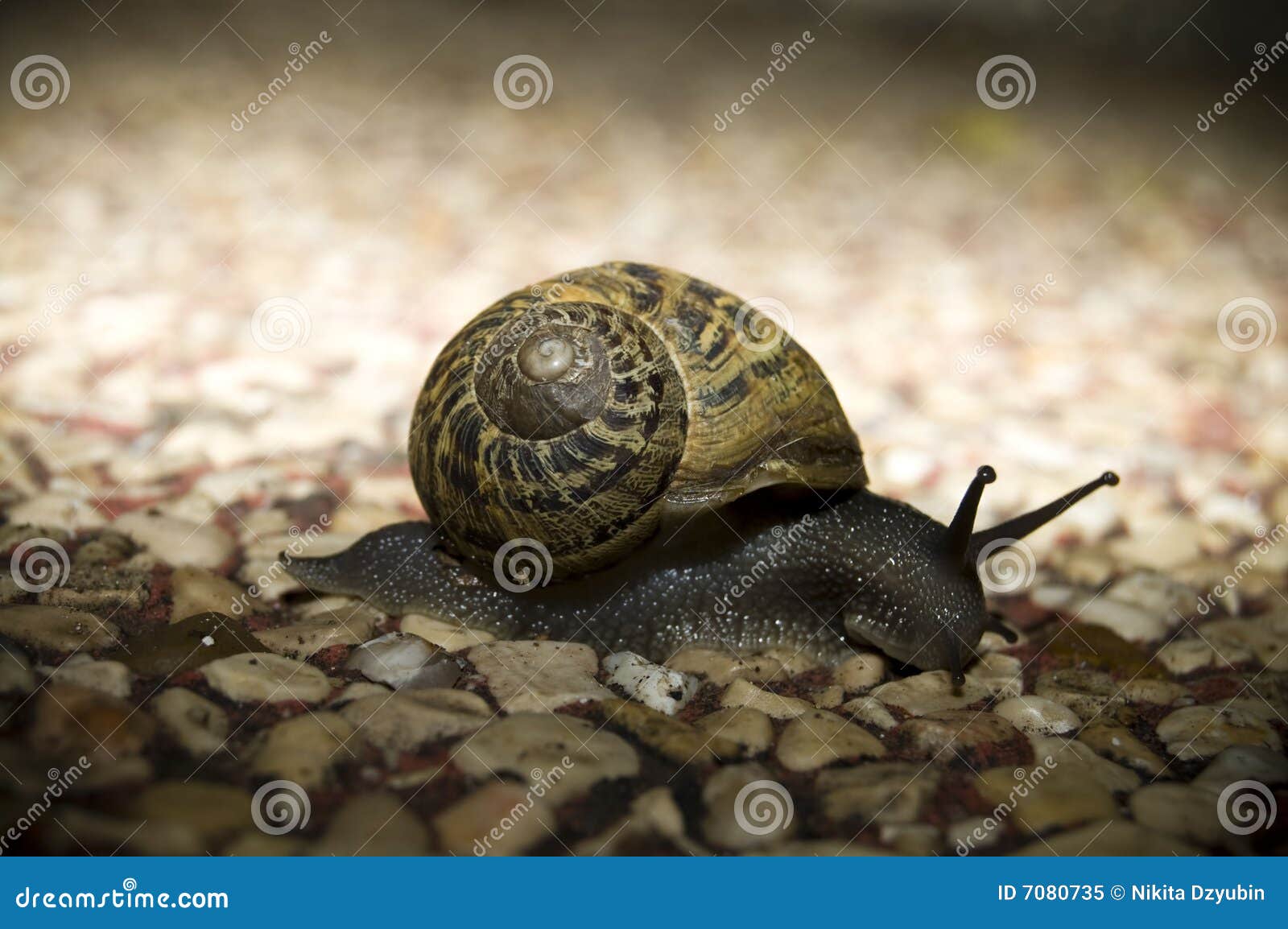 Snail stock image. Image of crawler, travel, curious, slow - 7080735